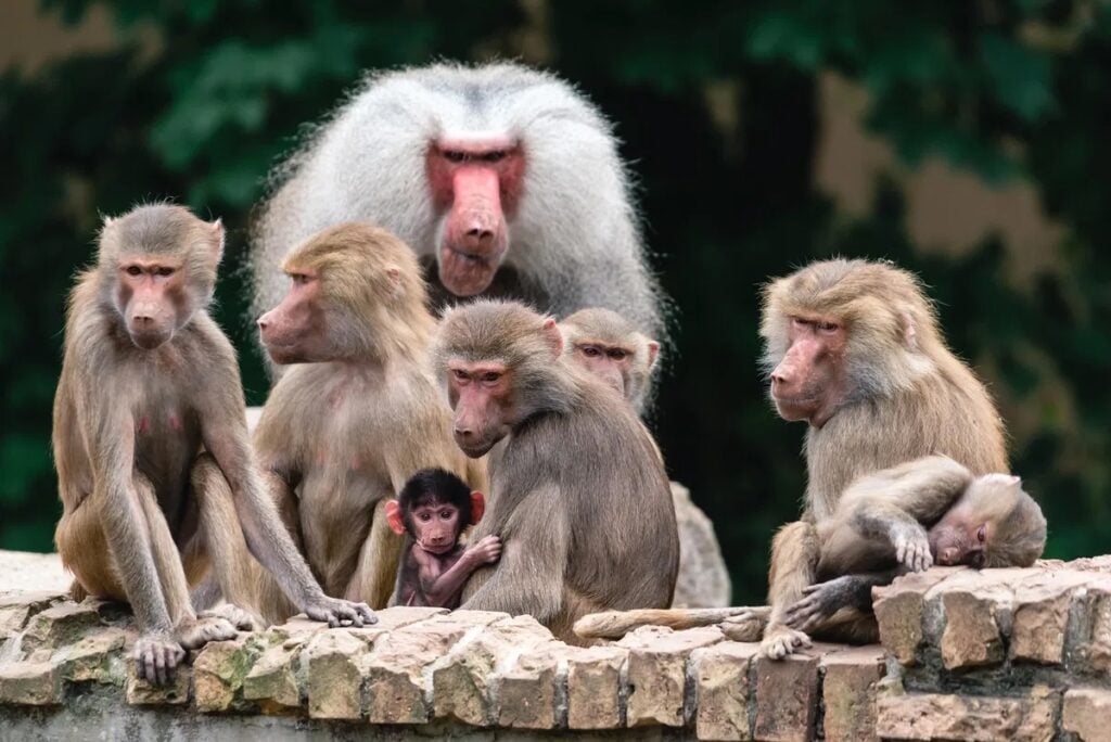 Backlash Erupts Over Killing of 12 Baboons at German Zoo