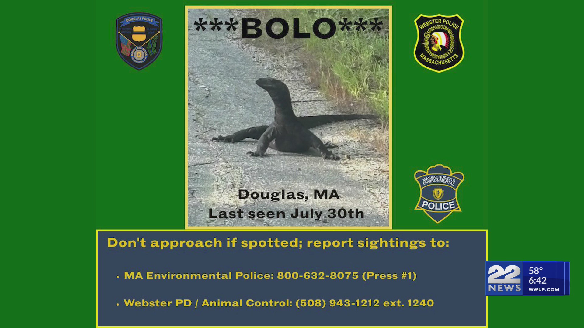 Goose the monitor lizard spotted in Mass.