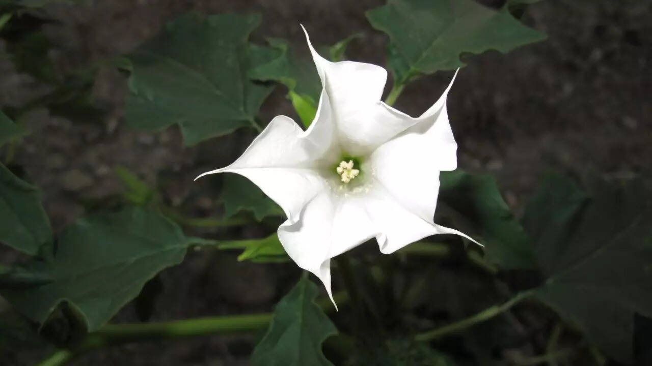 Datura: The sacred night-blooming flower you can grow at home by ...