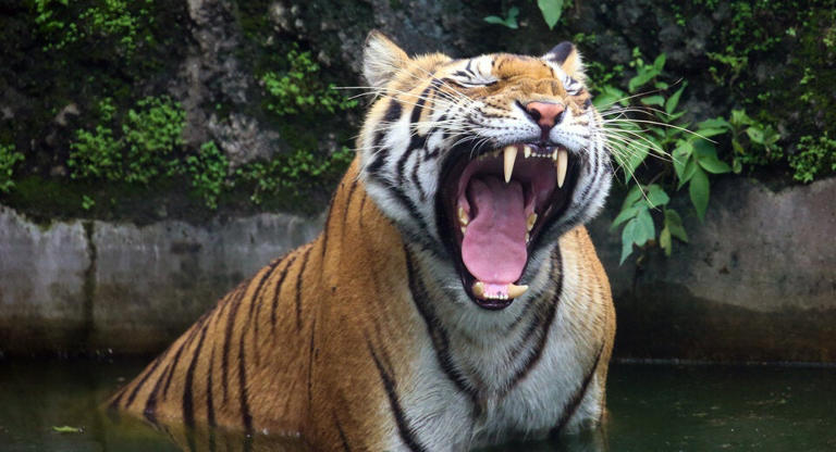 Polizei erschießt ausgebrochenen Tiger