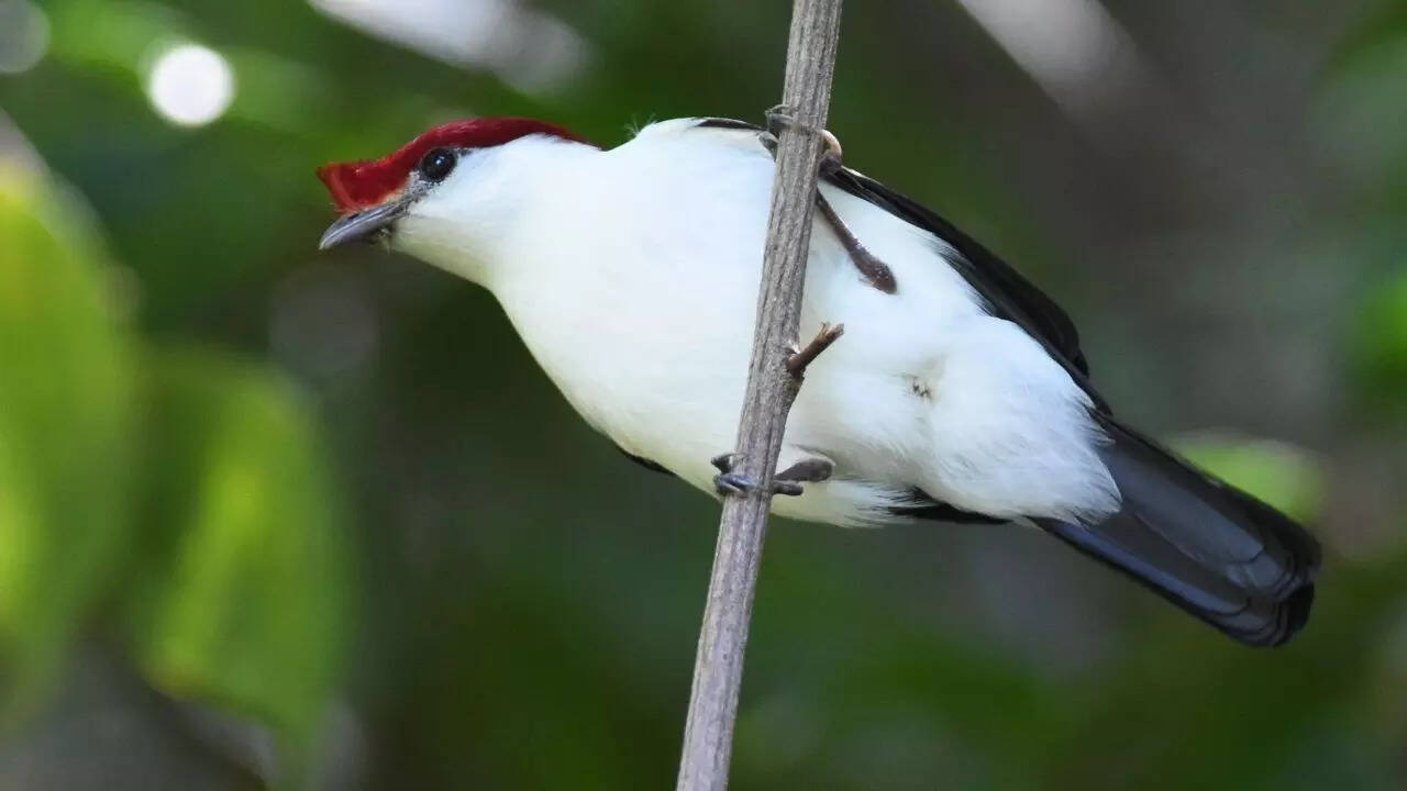 This tiny bird makes music with its wings – Meet the Manakin