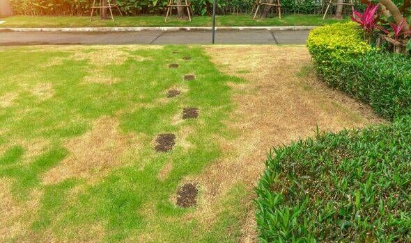 Thicker, greener lawn hack that uses simple ingredient to feed grass in ...