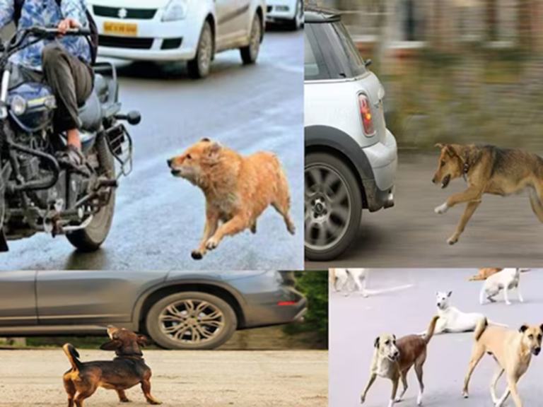 Why do dogs run after a moving bike or car? It is guaranteed that you ...