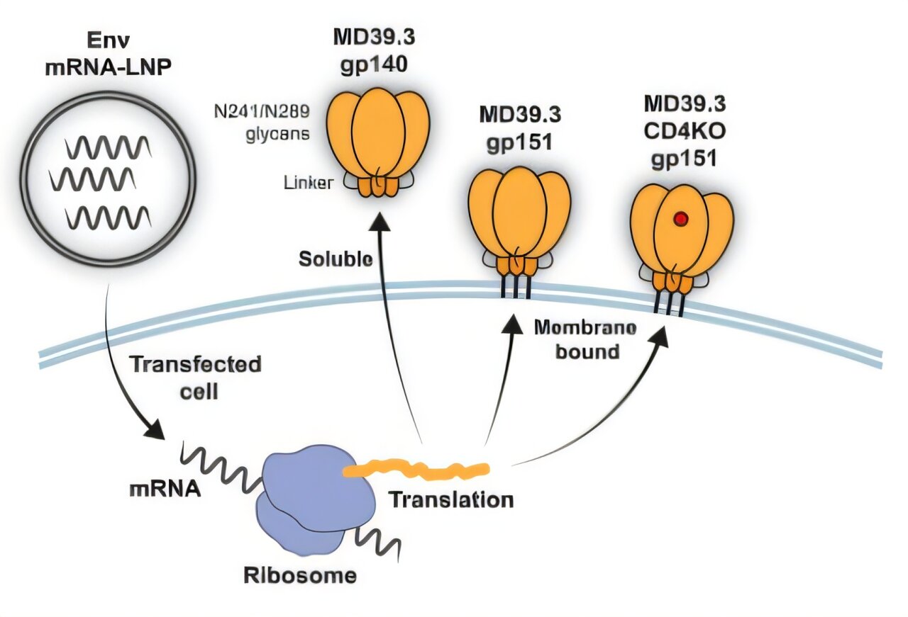 Dual studies reveal early successes for mRNA HIV vaccine strategies