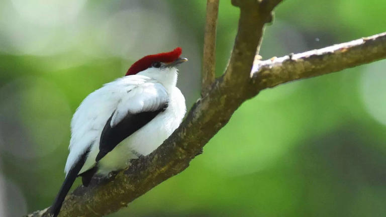 This tiny bird makes music with its wings – Meet the Manakin