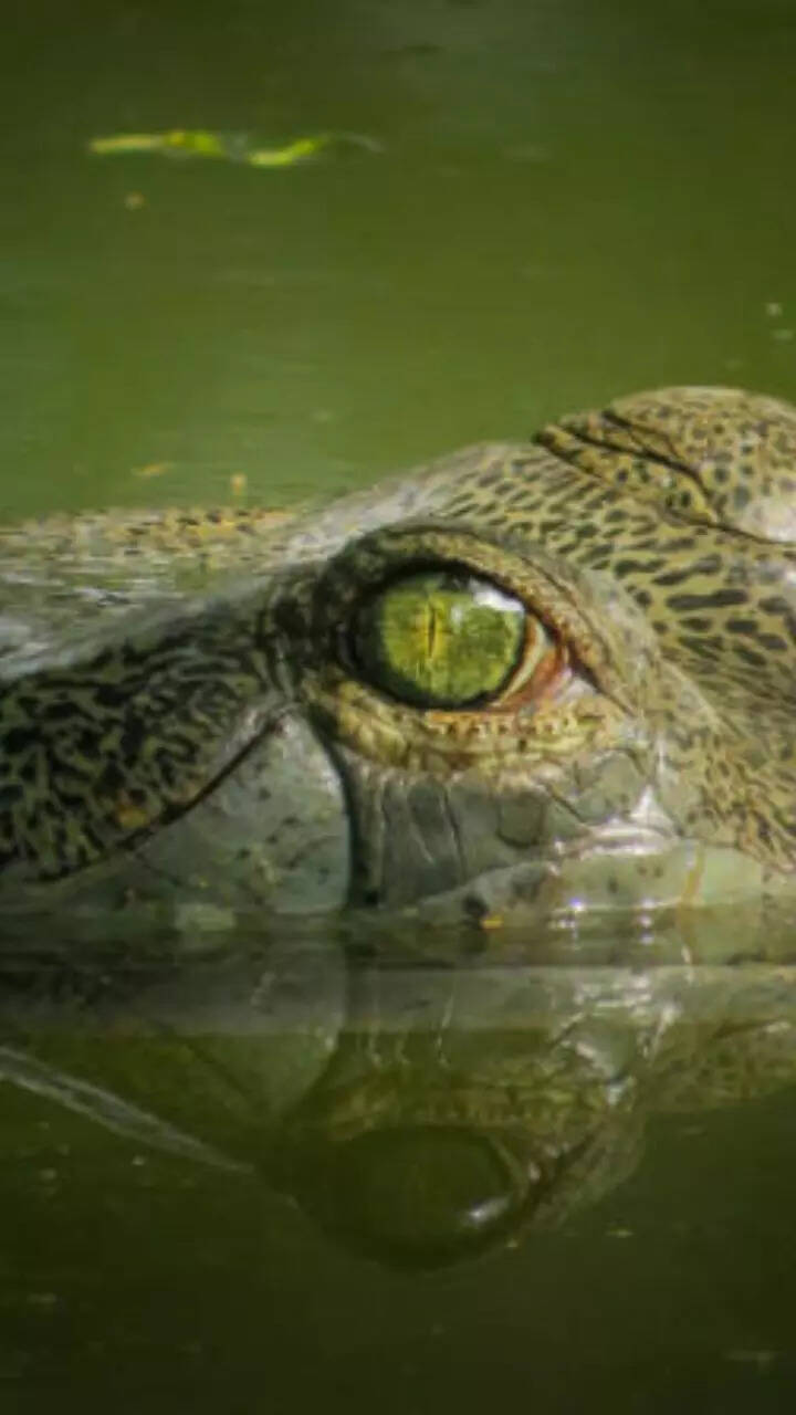How do they survive? 10 animals that rarely eat