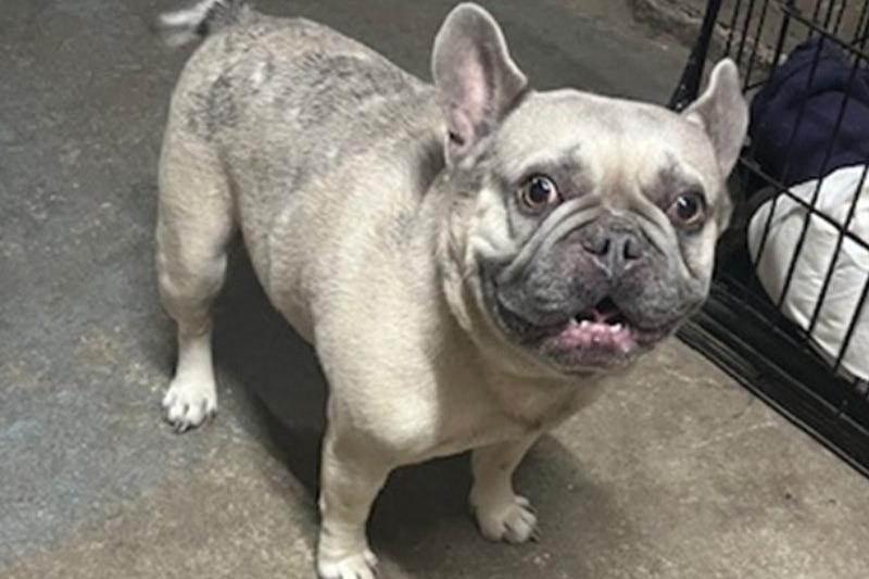 Is this your pet? Male French bulldog found under care of Mansfield ...