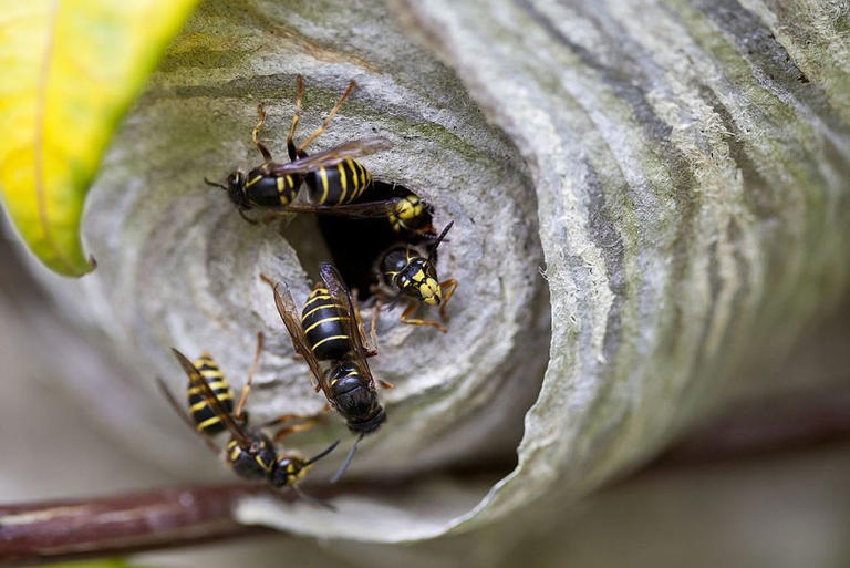 Radioactive wasp nest discovered at former nuclear bomb site