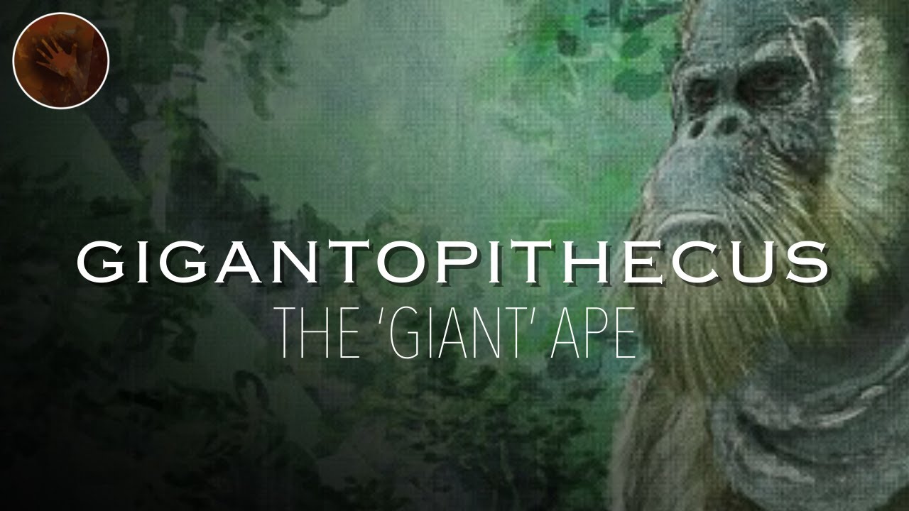 The Jungle Titan That Time Erased - Meet Gigantopithecus