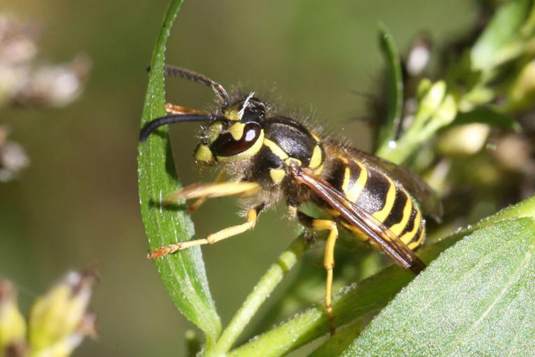 Radioactive wasp nest discovered at former nuclear bomb site