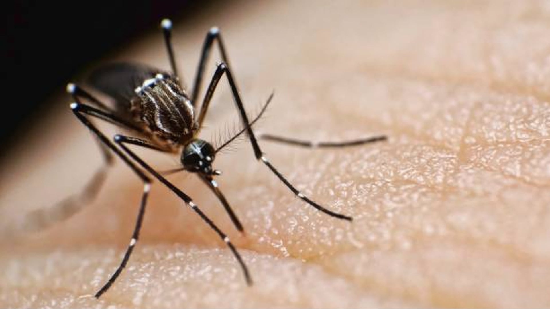 What Is Making You A Mosquito’s Target?