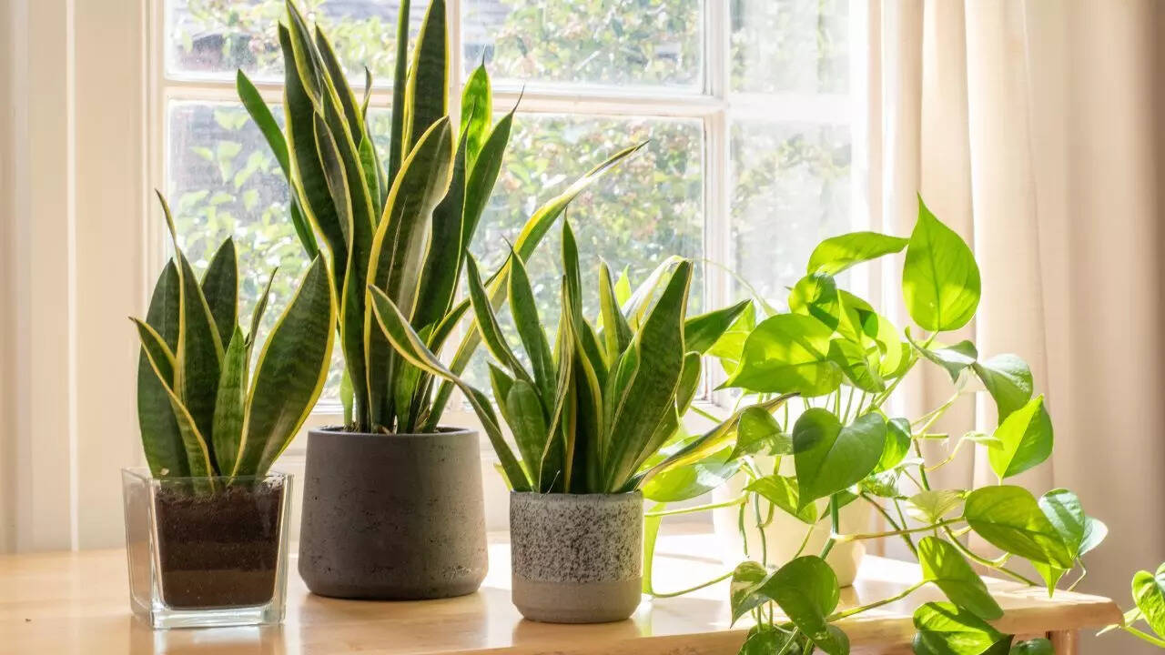 10 tips to care for your snake plant indoors and help it grow healthy ...