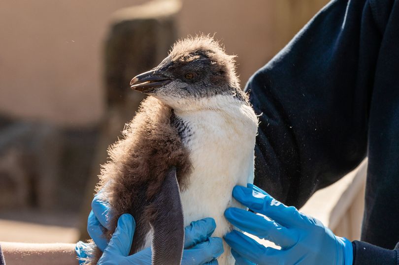 Baby penguin at Edinburgh Zoo recovers from life-saving surgery to ...