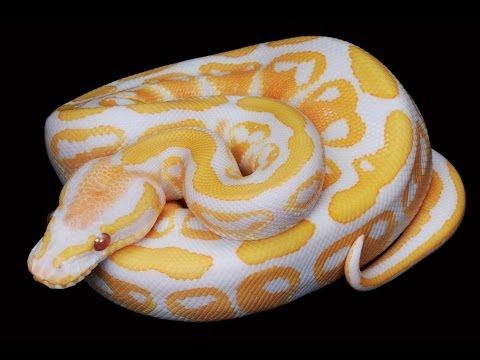 Killer Ball Pythons