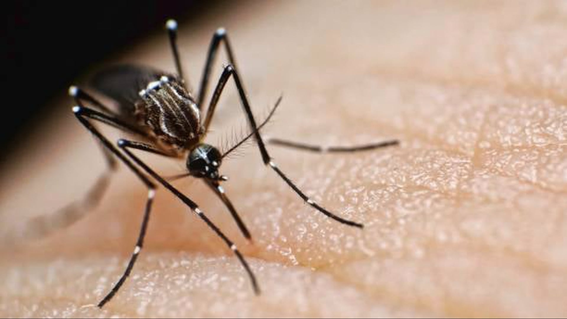 Cosa Vi Rende Così Appetibili Per Le Zanzare?