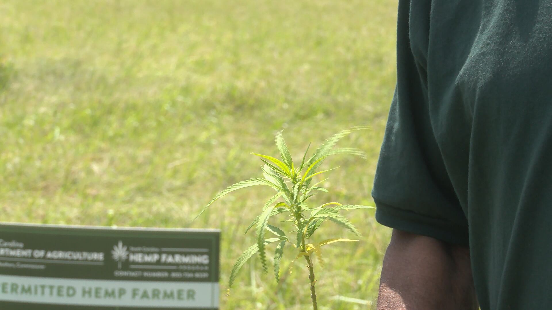 S.C. industrial hemp growers face problems with processing
