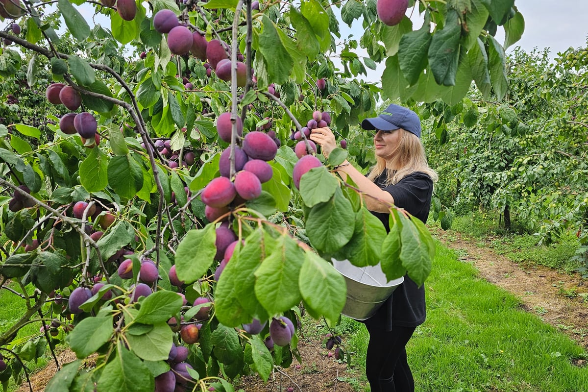 ‘Momentum growing’ in UK plum industry with bumper crop, says grower