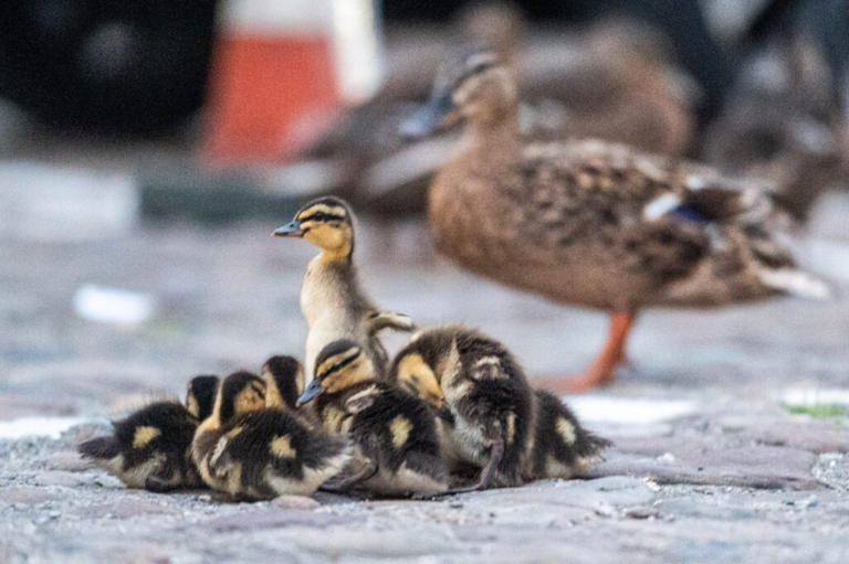 Duck wardens’ nightly patrols help birds waddle across town safely ...