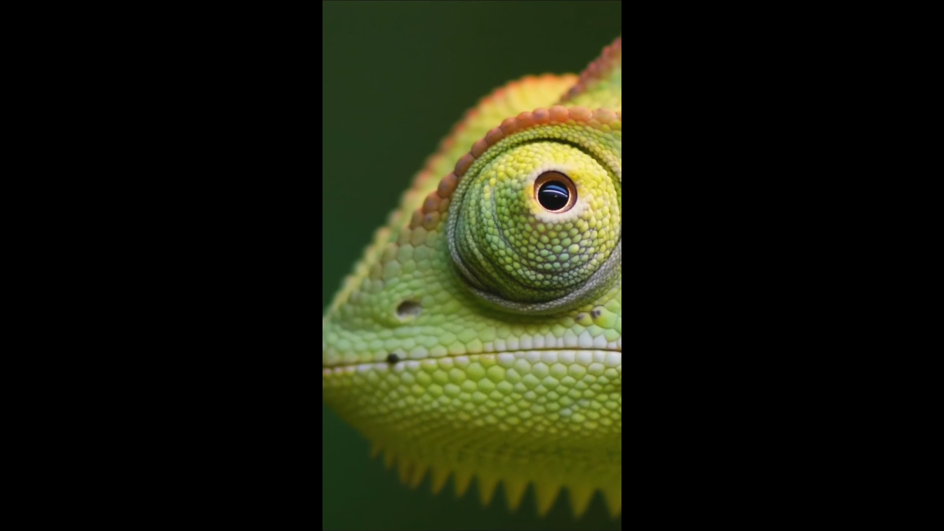 Chameleons Up-Close: The Art of Color Transformation.