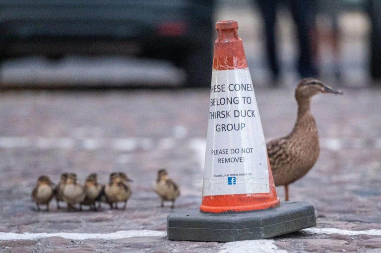 Duck wardens’ nightly patrols help birds waddle across town safely ...