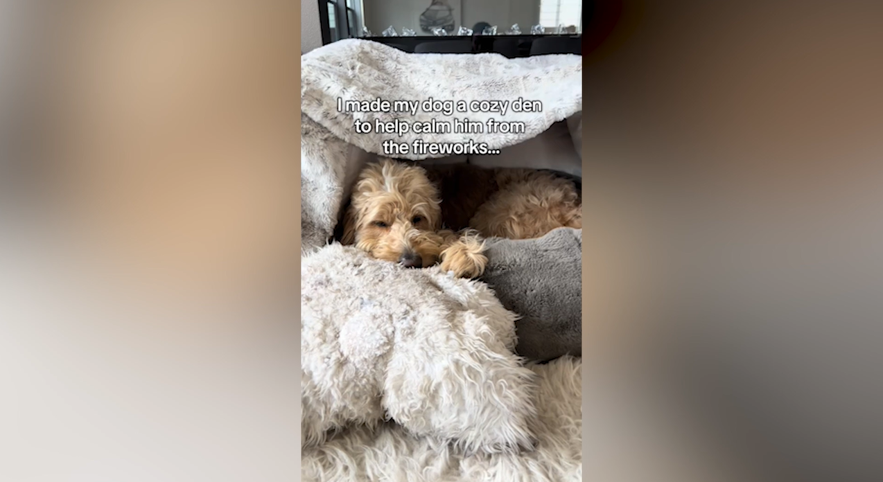 Owner Builds Den For Anxious Dog During Fireworks