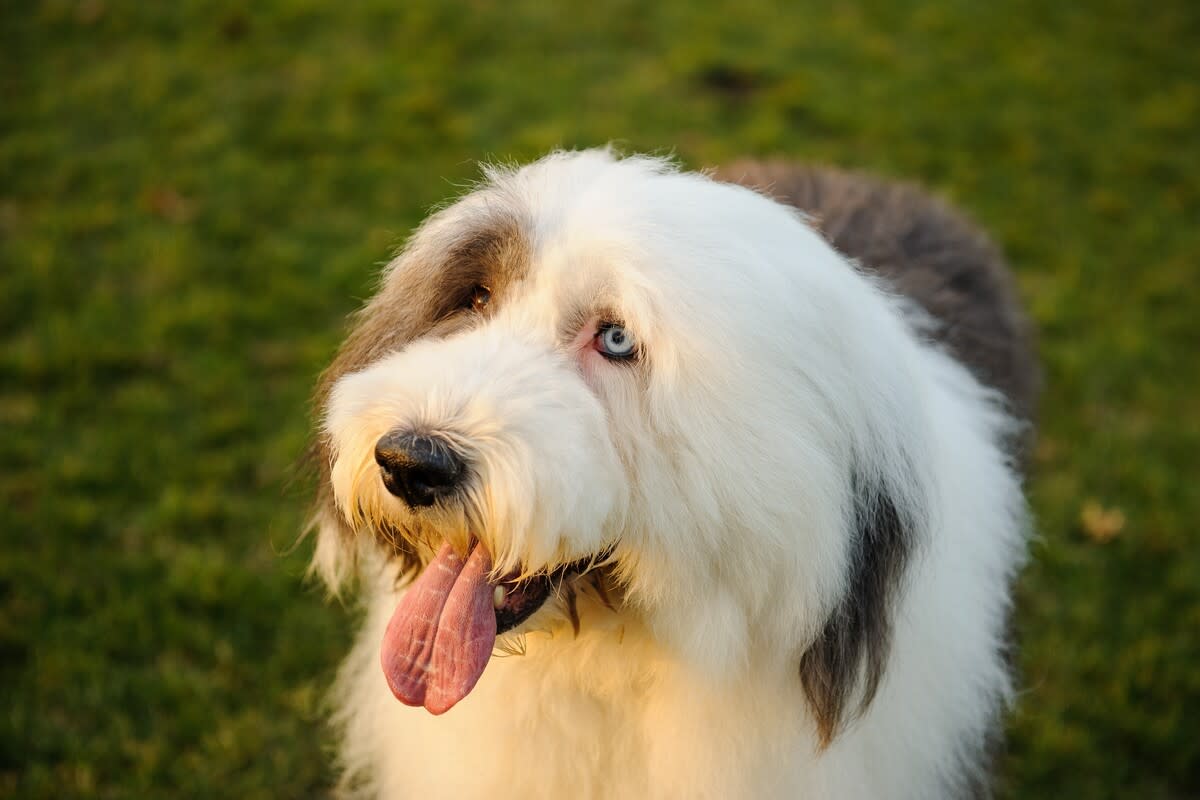 Old English Sheepdog Is a ‘Magnet’ for Miniature Donkey Friends, and It ...