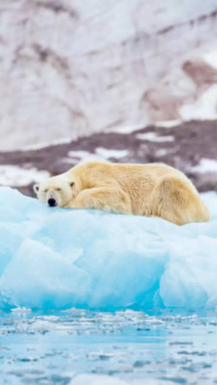 How do they survive? 10 animals that rarely eat