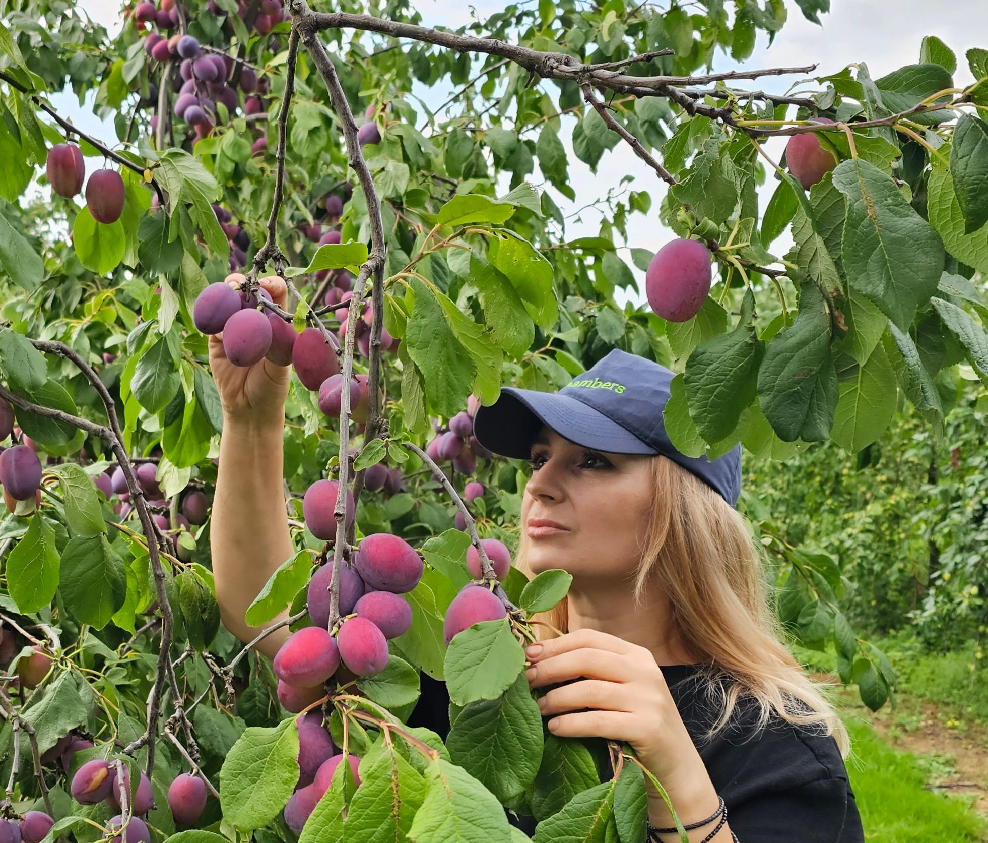 ‘Momentum growing’ in UK plum industry with bumper crop, says grower