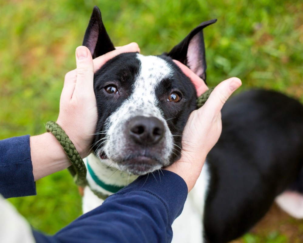 Rescue Dog Saved From Horrific Conditions Has a New 'Leash' on Life