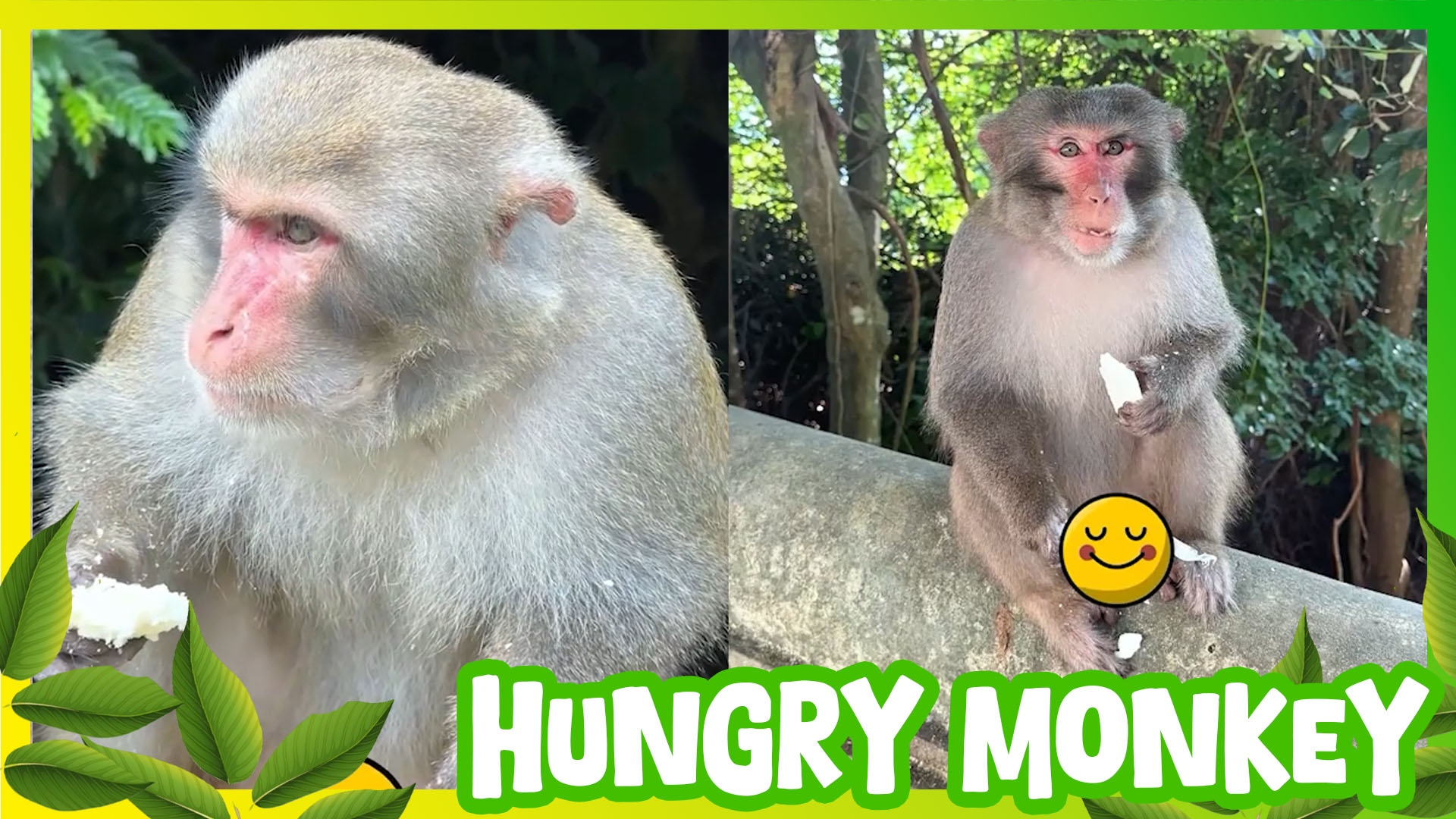 Funny Moments of a Hungry Monkey