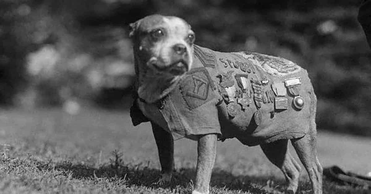 Historic Animal Photos That Stunned Us