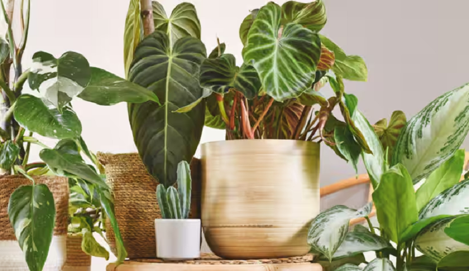 These 9 indoor plants can cause problems! Know the harm before decorating
