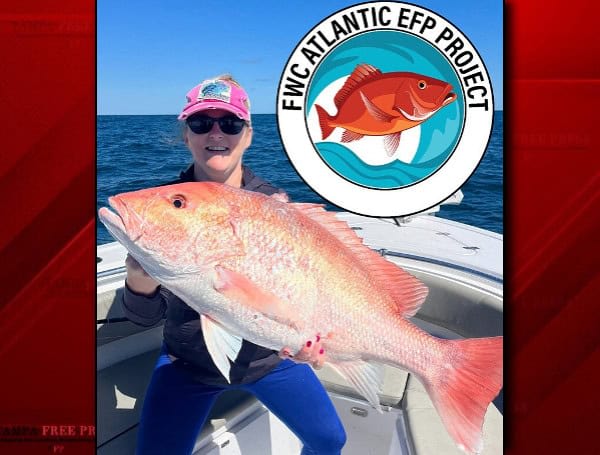 FWC Opens Applications For 2nd Year Of Florida Atlantic Red Snapper Research Project