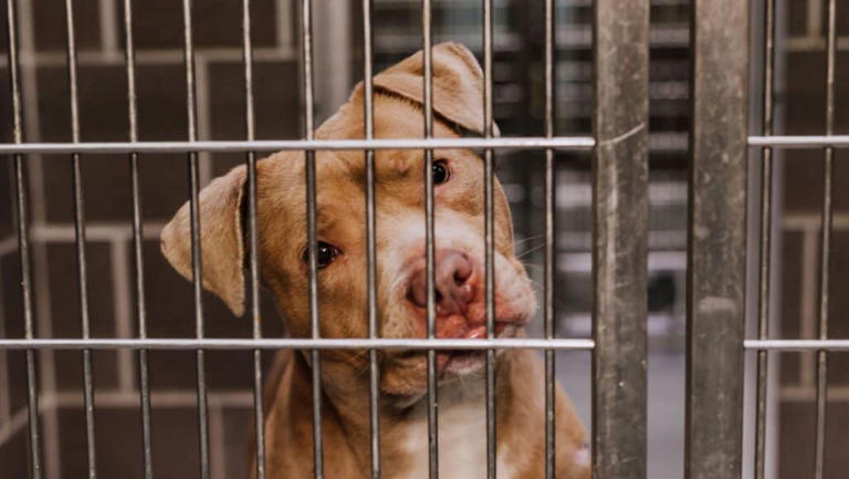 Over 100 dogs found dead at California rescue, many with bullet wounds
