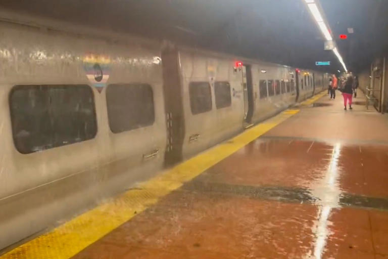 Tailless whip scorpion under microscope: a look at the gentle giant of ...