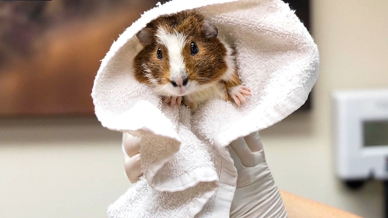 More than 400 guinea pigs rescued from 'hoarding situation' in Los Angeles