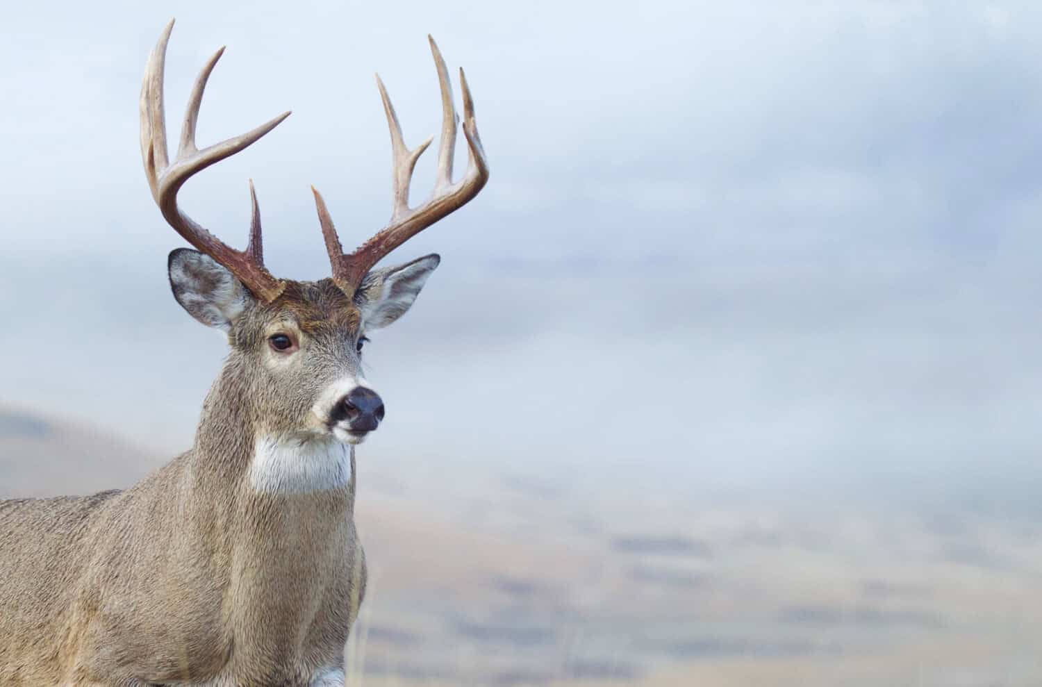 The Lost Lineage of Deer: Exploring Their Prehistoric Ancestors