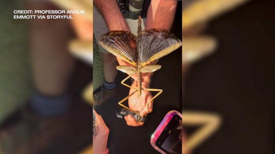 ‘Australia’s heaviest insect’: Researchers discover gigantic stick bug