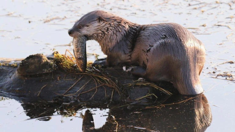 Washington toddler’s mother suing port over ‘aggressive’ river otters
