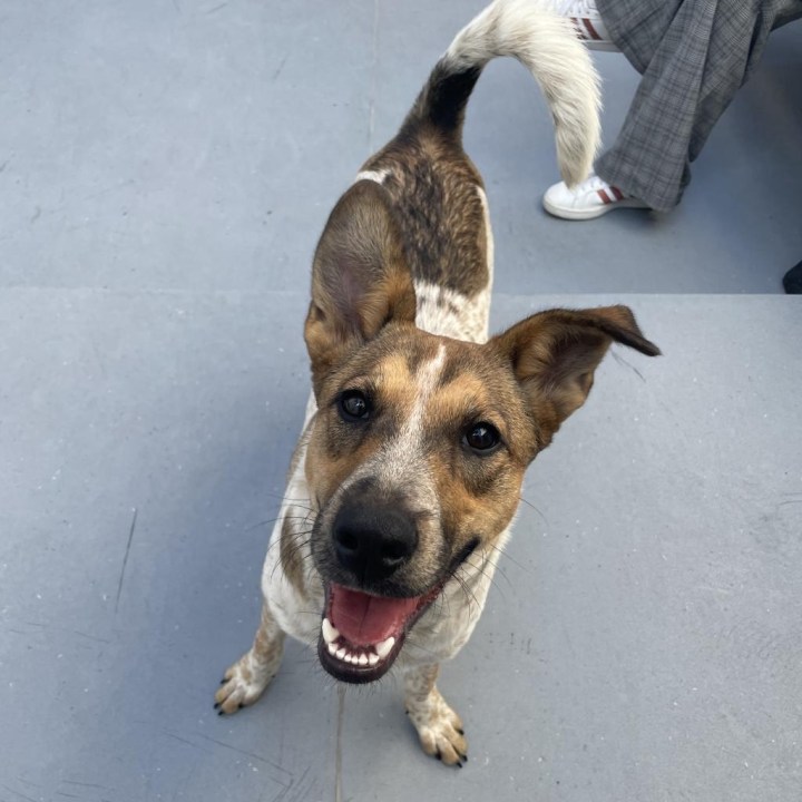 Phurry Friend Friday: Adopt Toffee