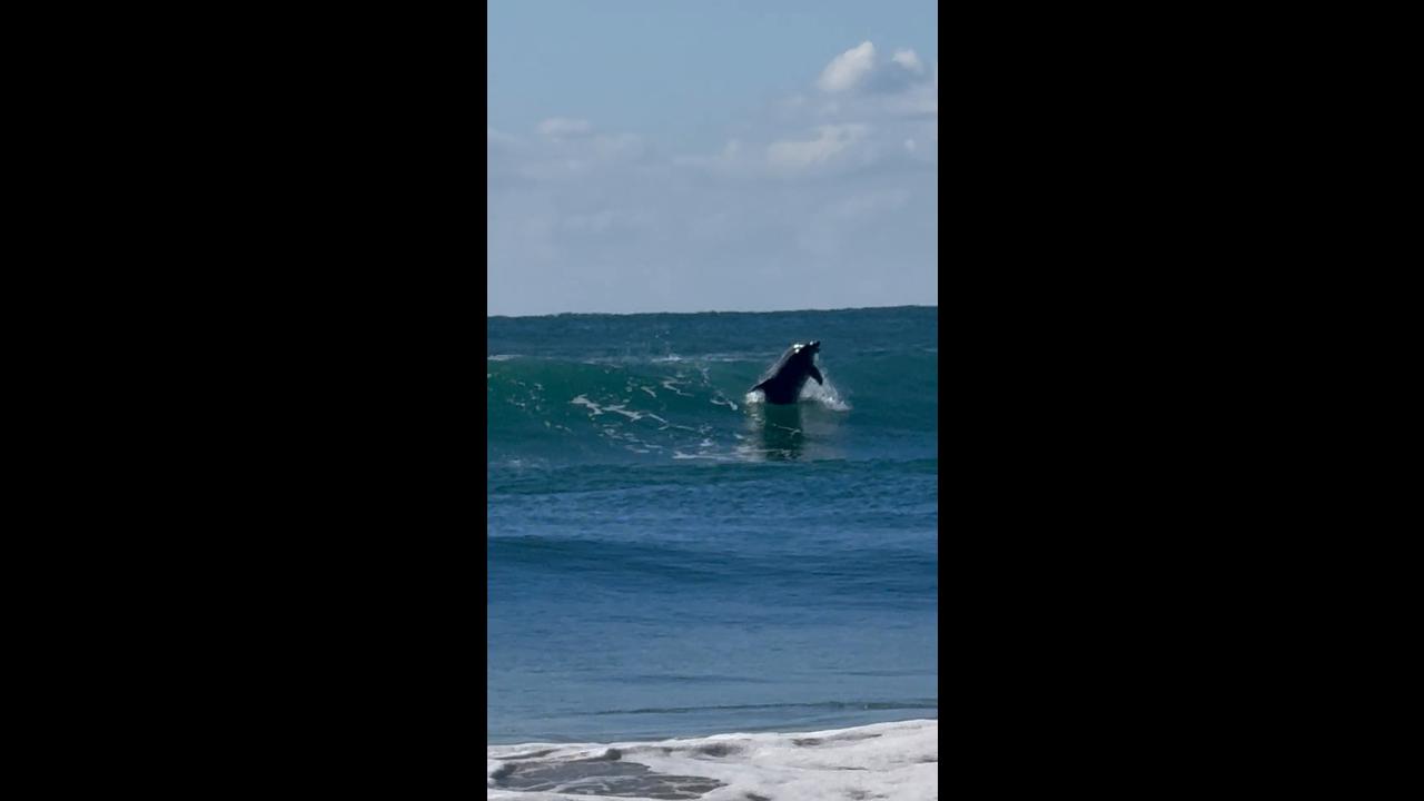 Wild Dolphin Surfs Wave
