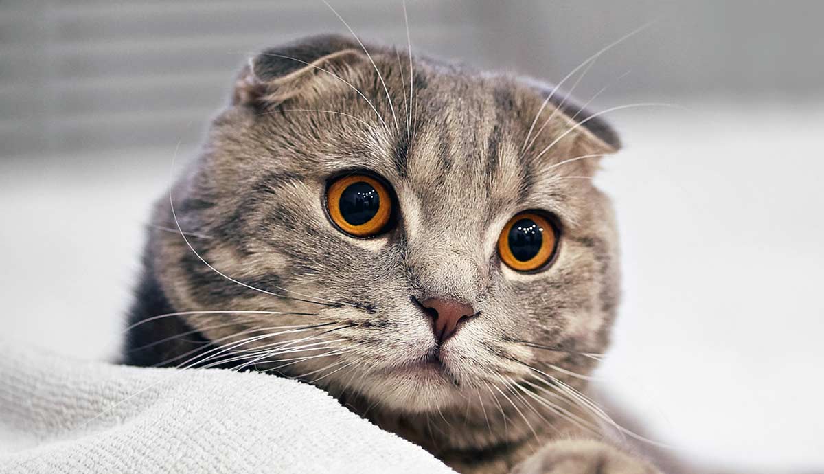 Why Do Scottish Folds Have Folded Ears?