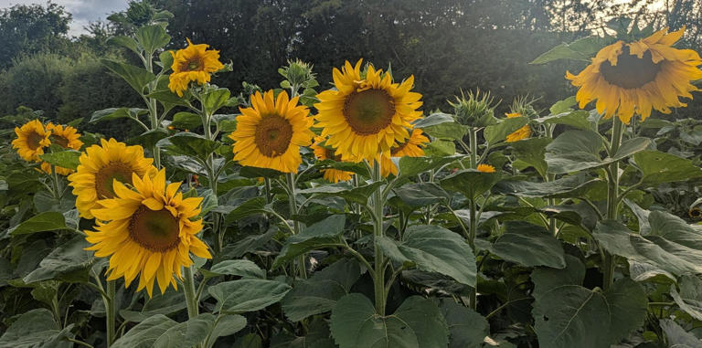 Final few days of sunflower picking at Nottinghamshire field