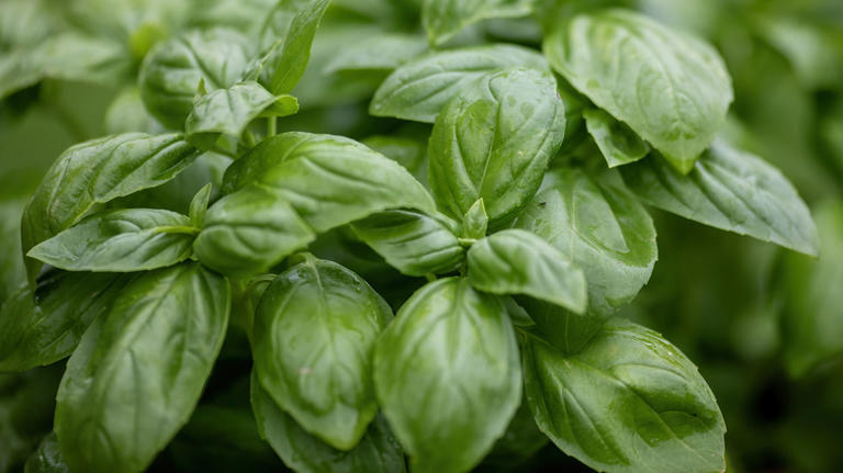 This Chef-Approved Herb Belongs In Every Beginner's Garden