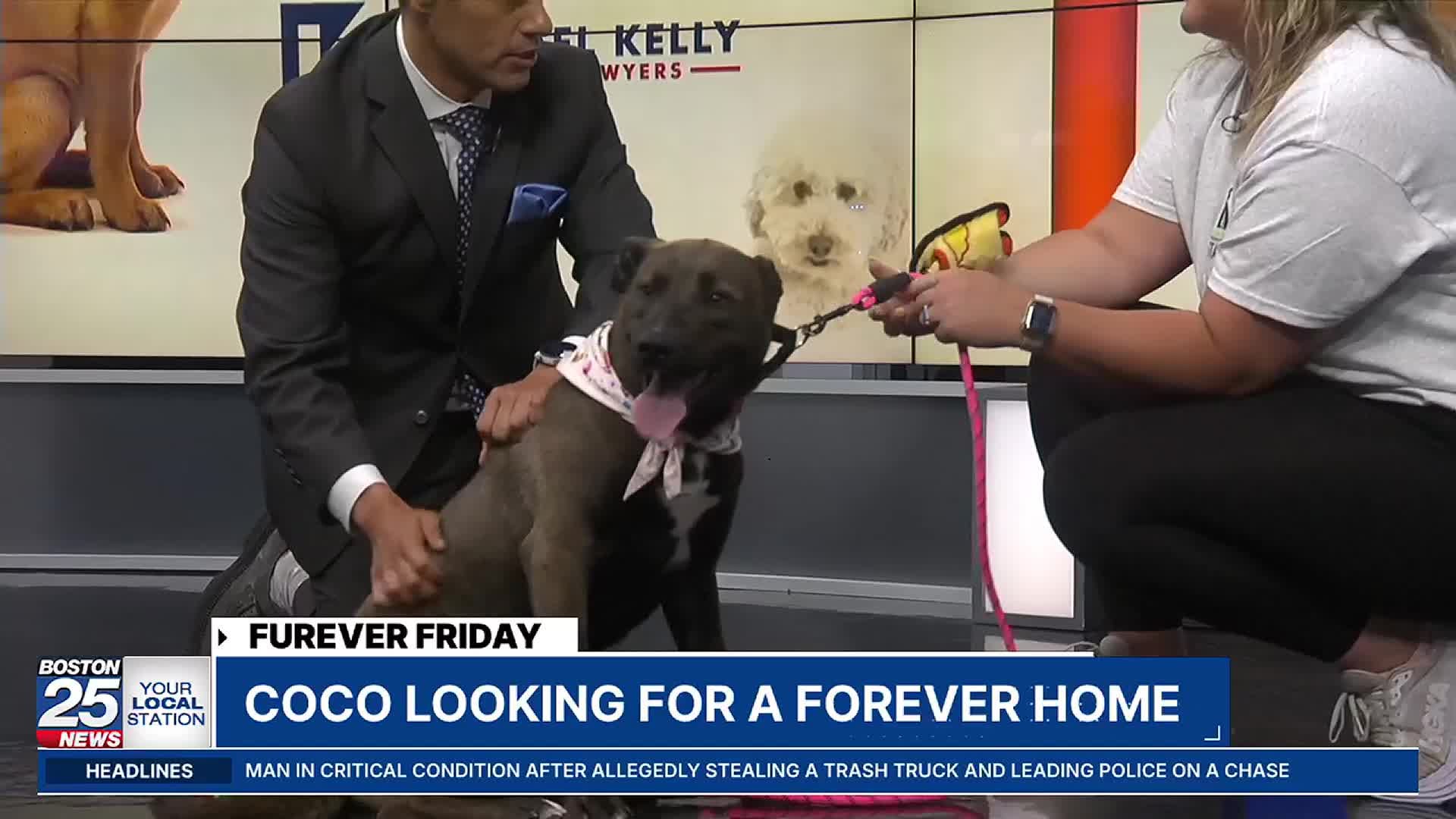 Furever Friday: Coco looking for her forever home