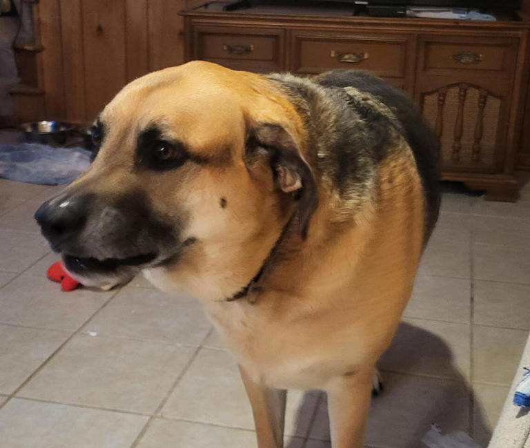 Final-round voting is open. Which of these four dogs is cutest on the ...