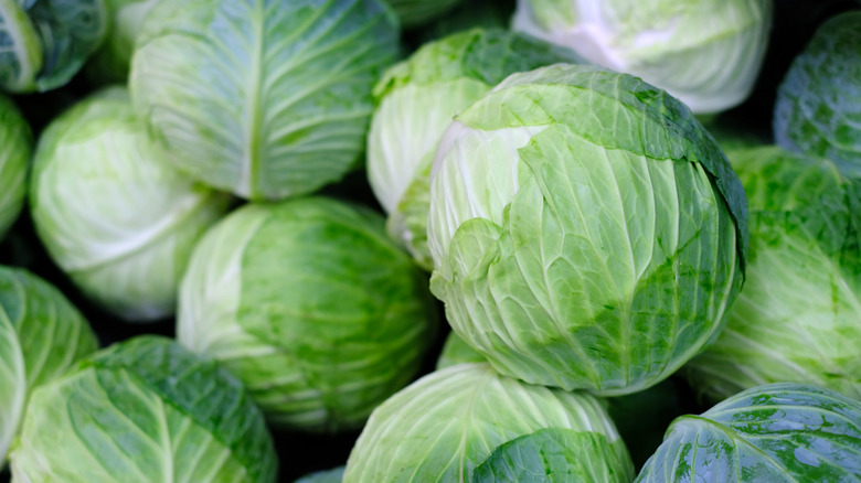 14 Types Of Cabbage Varieties, Explained