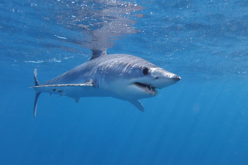 13 terrifying pictures of the most fearsome sharks that roam the Earth