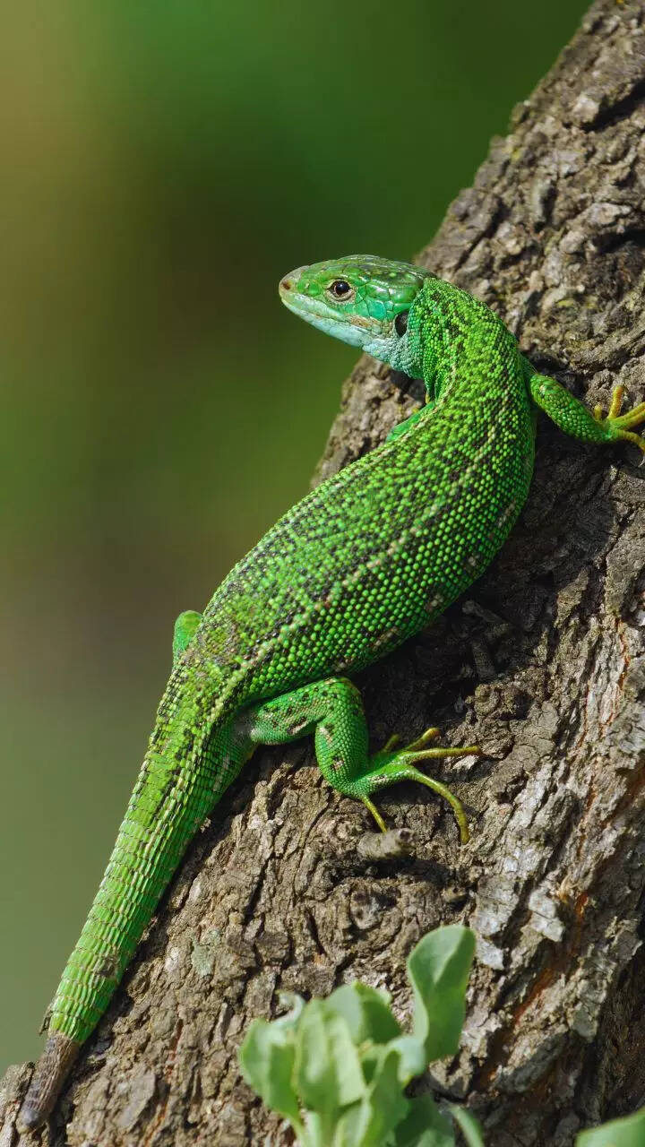 9 most brightly coloured lizards and where to spot them