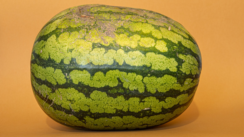 What It Means When People Refer To Watermelon Webbing